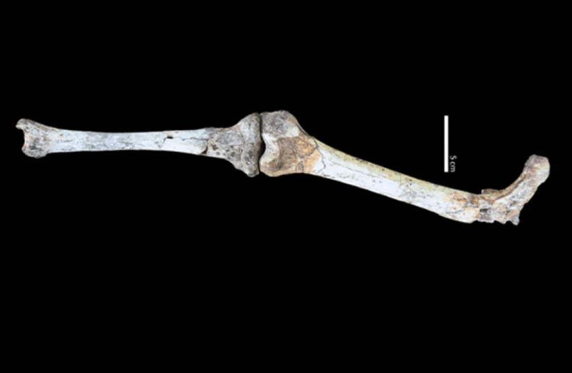 Нові скамянілості Paranthropus Robustus предок людини — Sci314 9731
