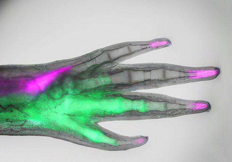 Аксолотлі відновлюють кінцівки завдяки генетичній пам'яті — Sci314 | Наука 314